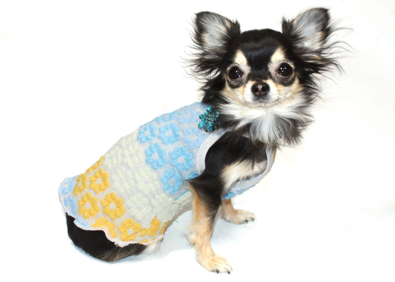 Dog Products – UPTOWN STRUT